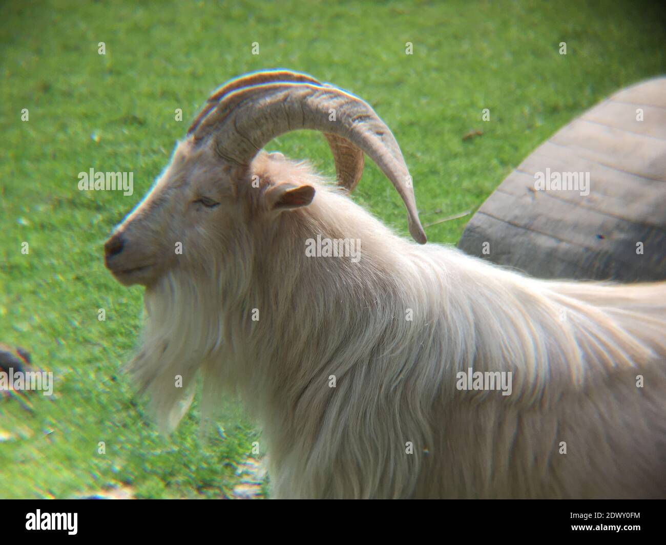Hairy goat hi-res stock photography and images - Alamy