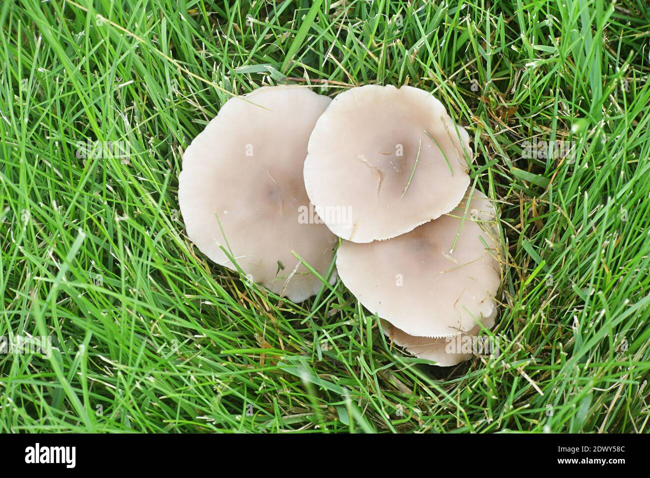 Lepista sordida, also called Rhodopaxillus sordidus and Tricholoma ...