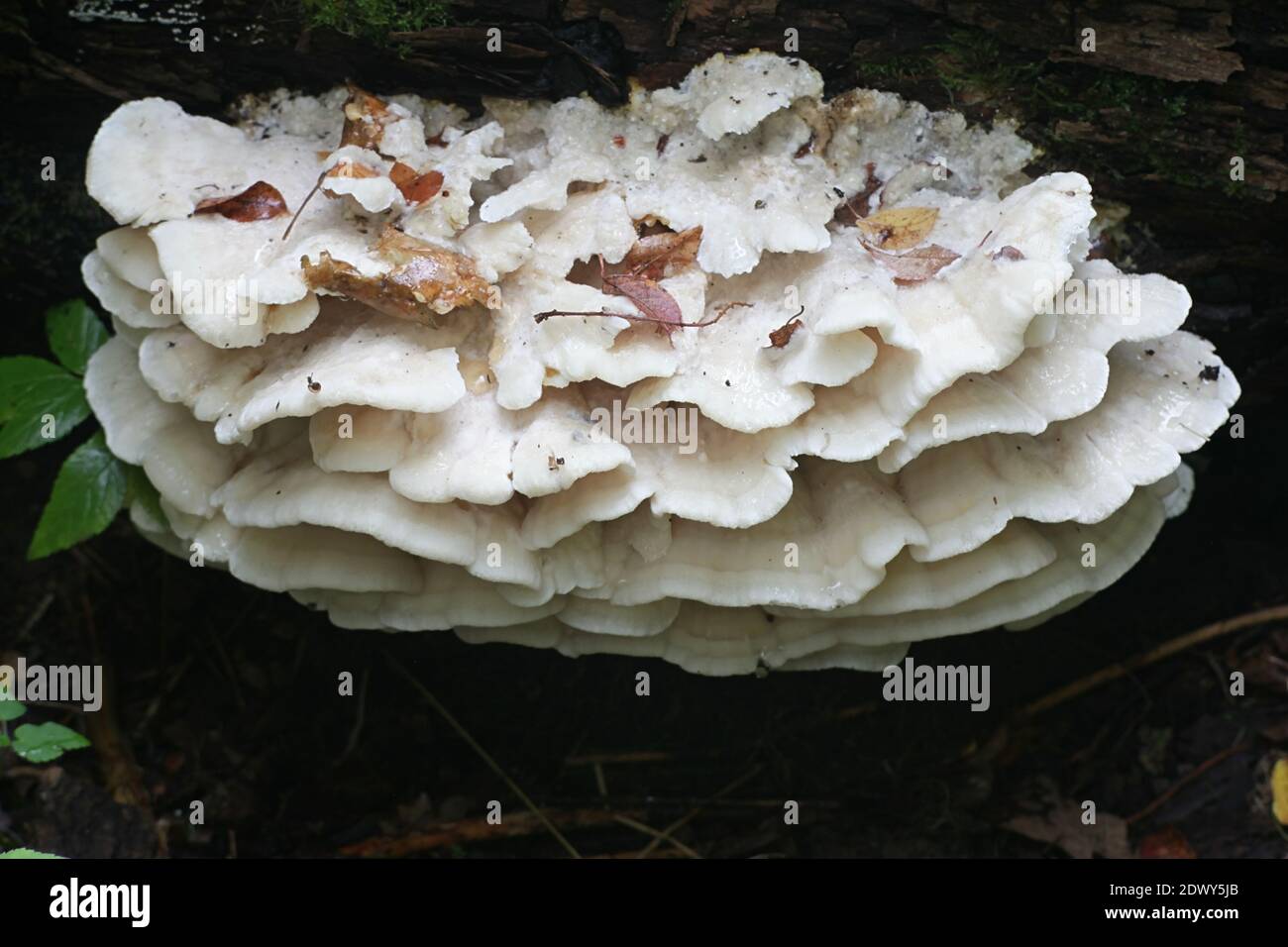 Northern Tooth fungus, Climacodon septentrionalis, a massive mushroom ...