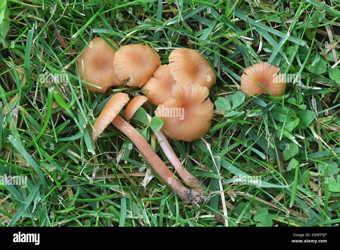 Laccaria laccata, known as the deceiver, or waxy laccaria, wild ...