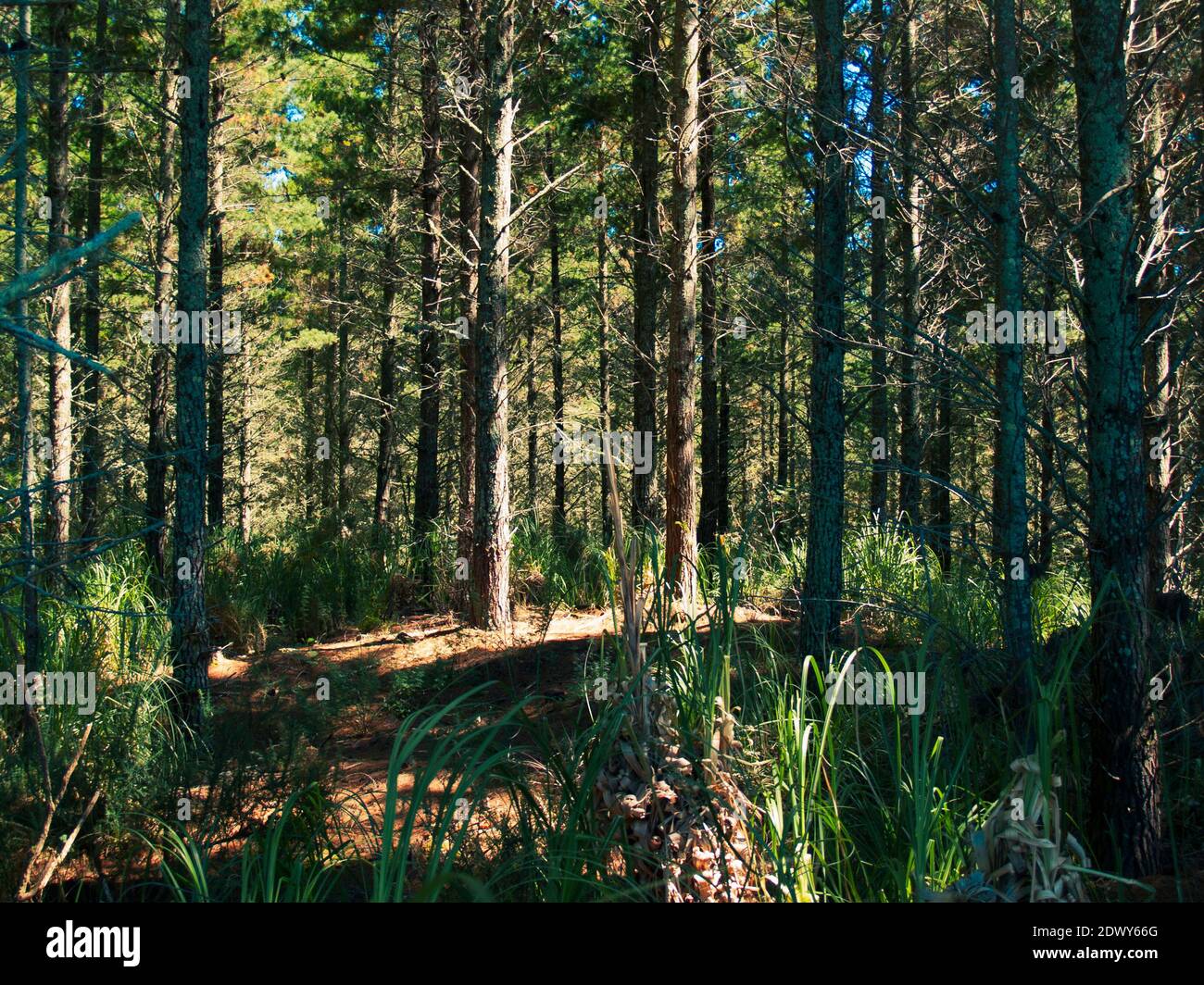 Pine plantation forest, renewable forestry and timber resource in ...