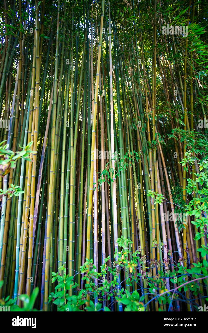 Lanscape of bamboo tree in tropical rainforest Stock Photo - Alamy