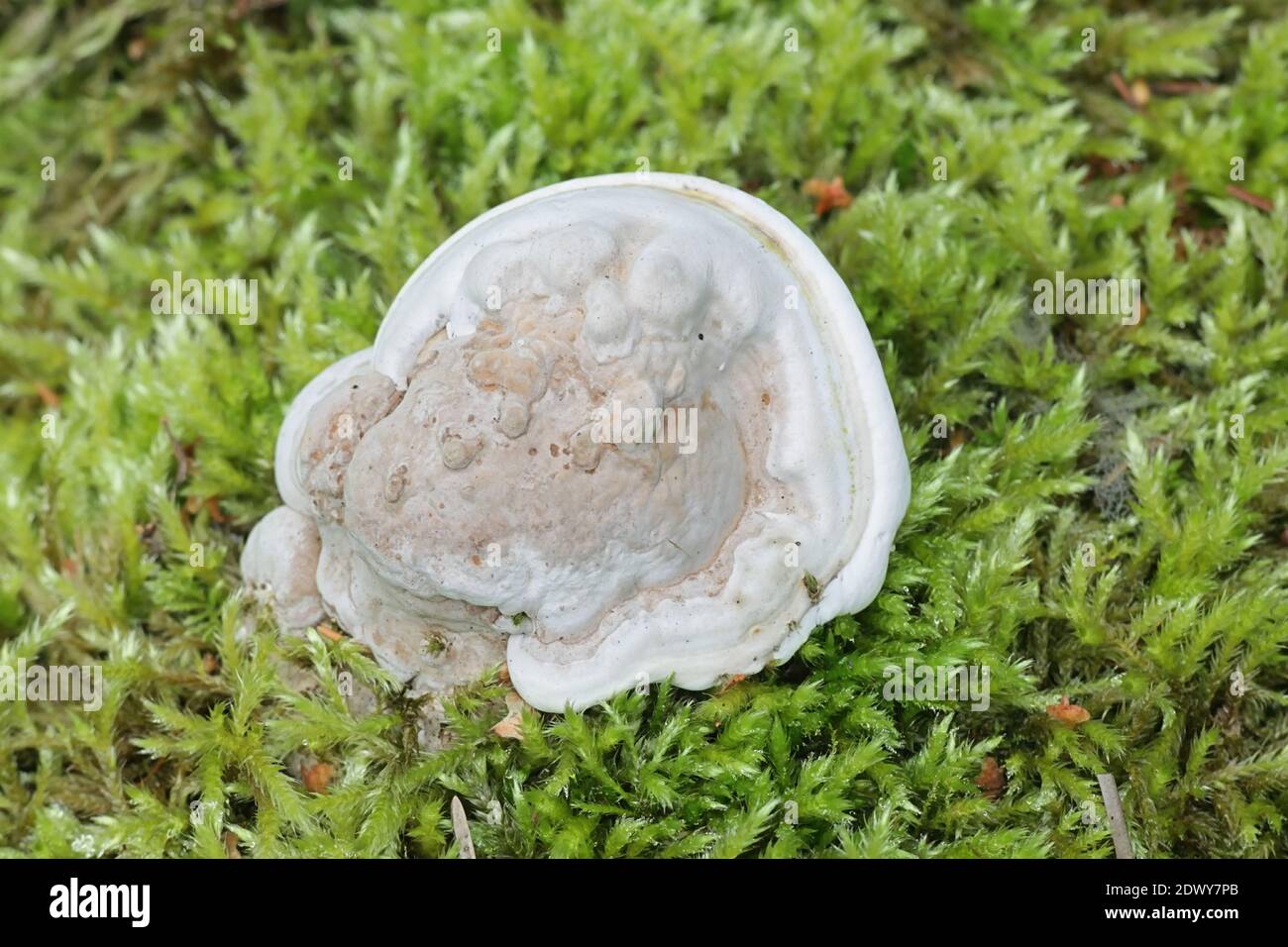 Ganoderma applanatum, known as the artist's bracket, artist's conk or ...