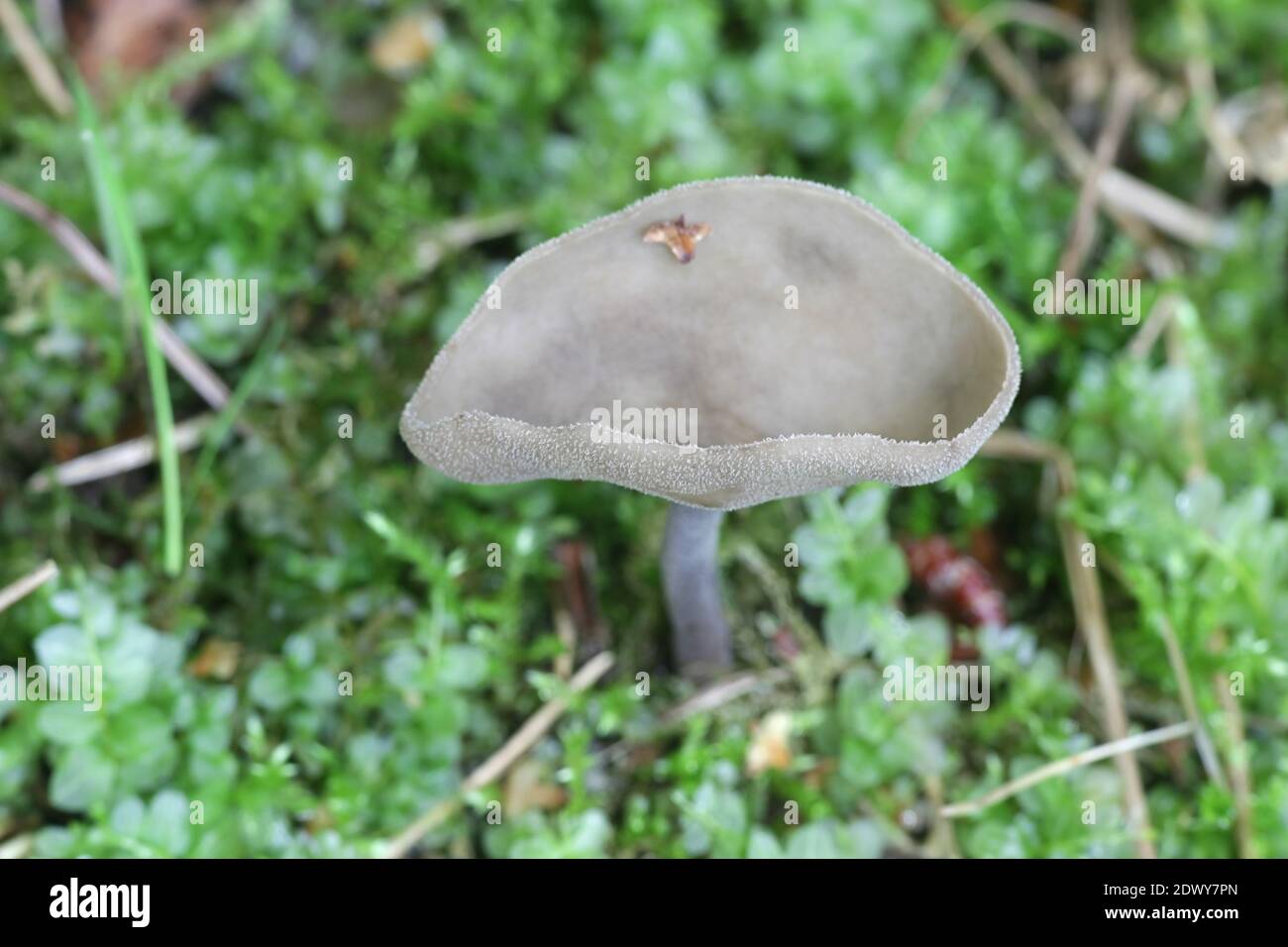 Helvella macropus, also called Helvella bulbosa, commonly known as Felt ...