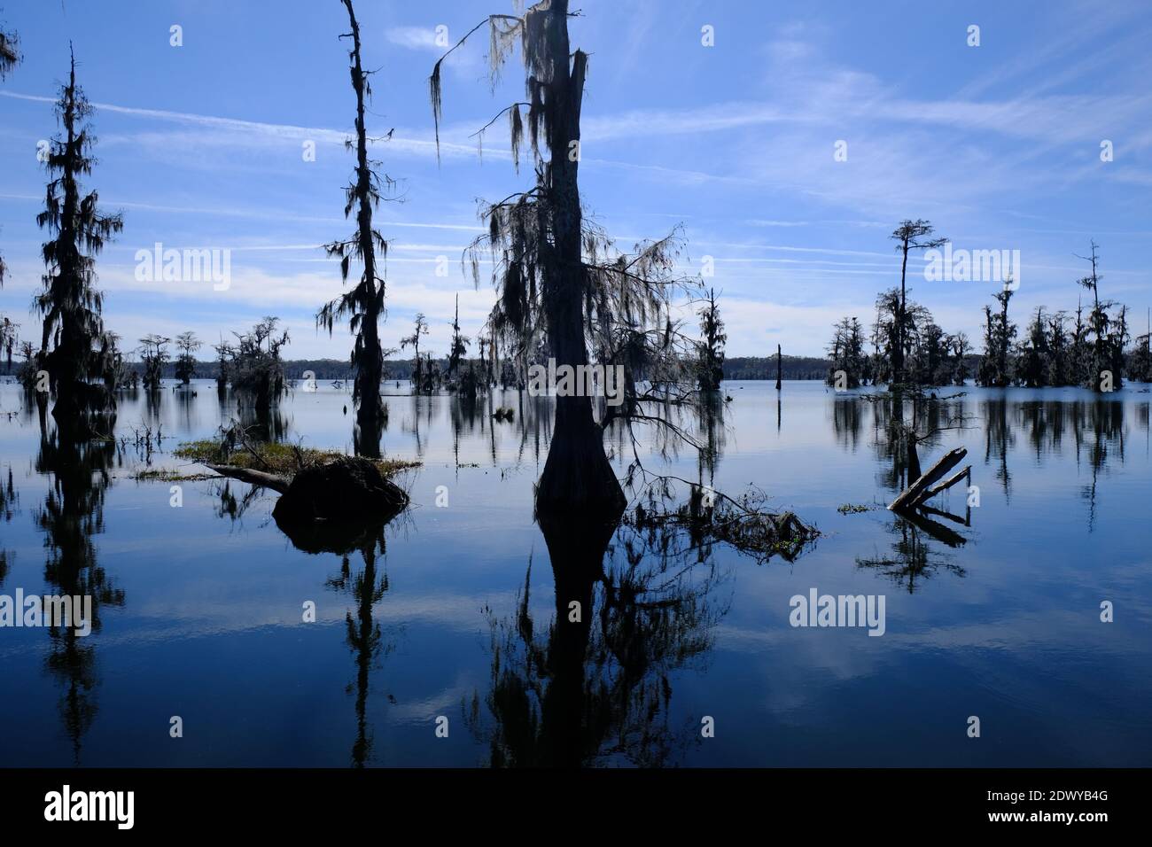 Lake Martin swamp in Breaux Bridge Louisiana Stock Photo - Alamy
