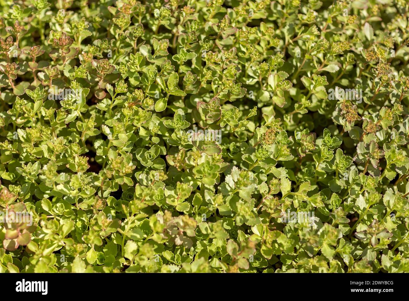 Texture of fine groundcover grass Stock Photo - Alamy