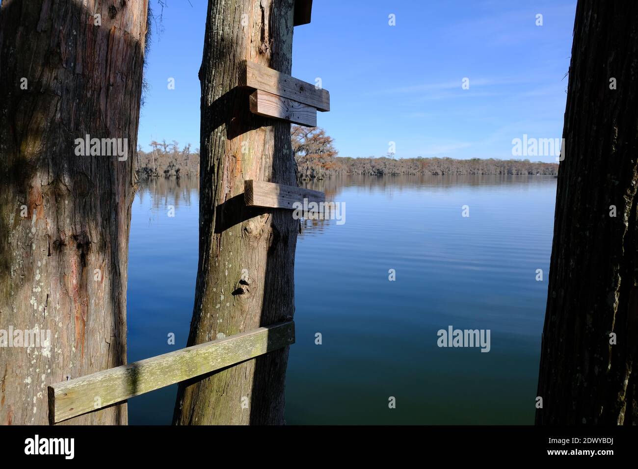 Lake Martin swamp tree house in Breaux Bridge Louisiana Stock Photo - Alamy