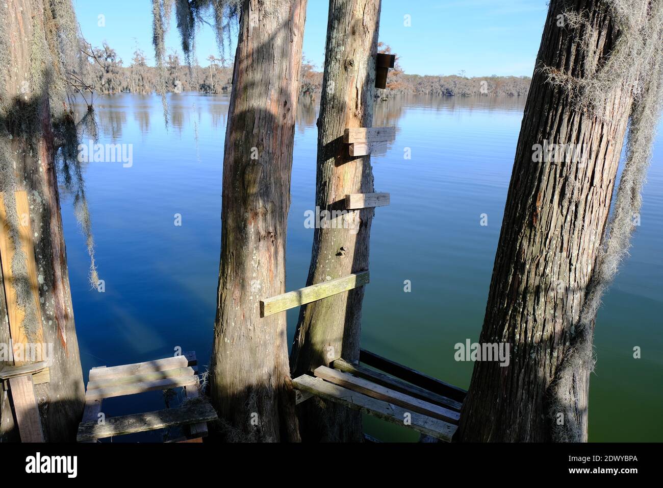 Lake Martin swamp tree house in Breaux Bridge Louisiana Stock Photo - Alamy