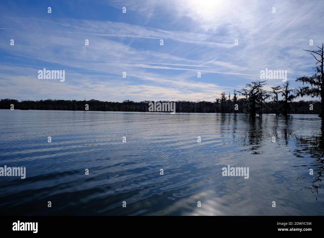 Lake Martin swamp in Breaux Bridge Louisiana Stock Photo - Alamy