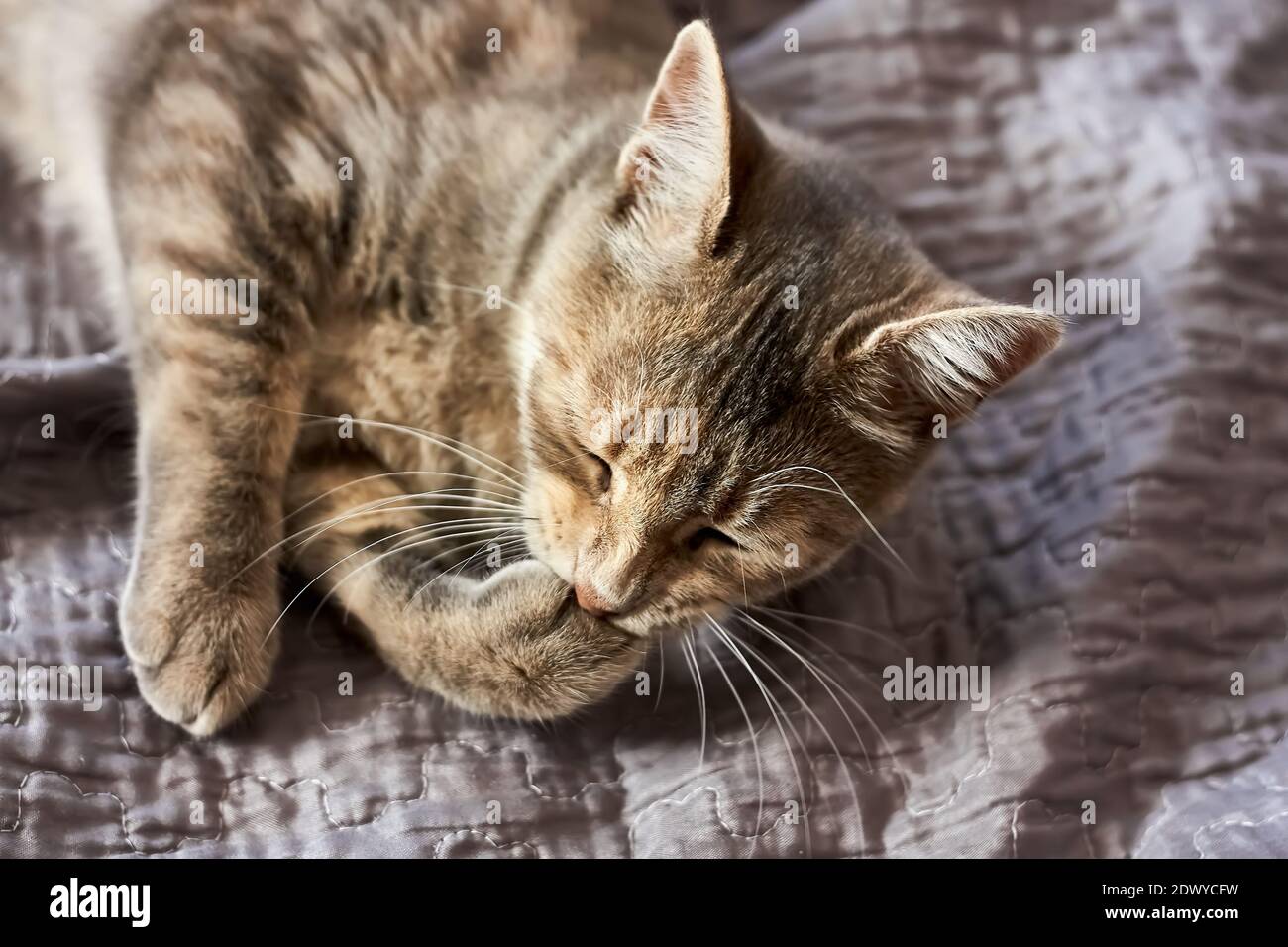 Fun gray young cat bites its paw. Domestic cute cat. Veterinary and ...
