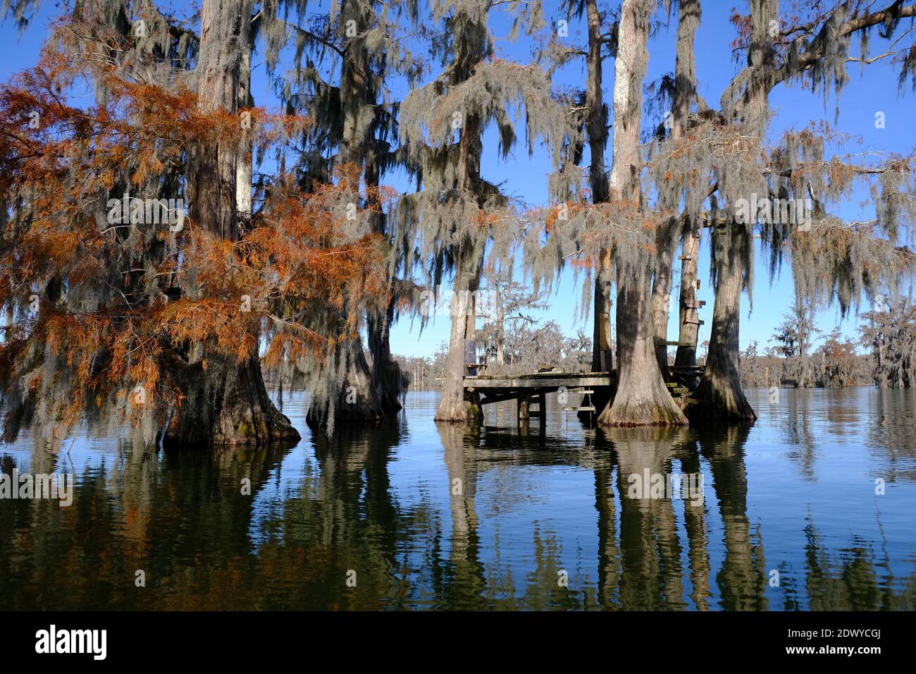 Lake Martin swamp tree house in Breaux Bridge Louisiana Stock Photo - Alamy