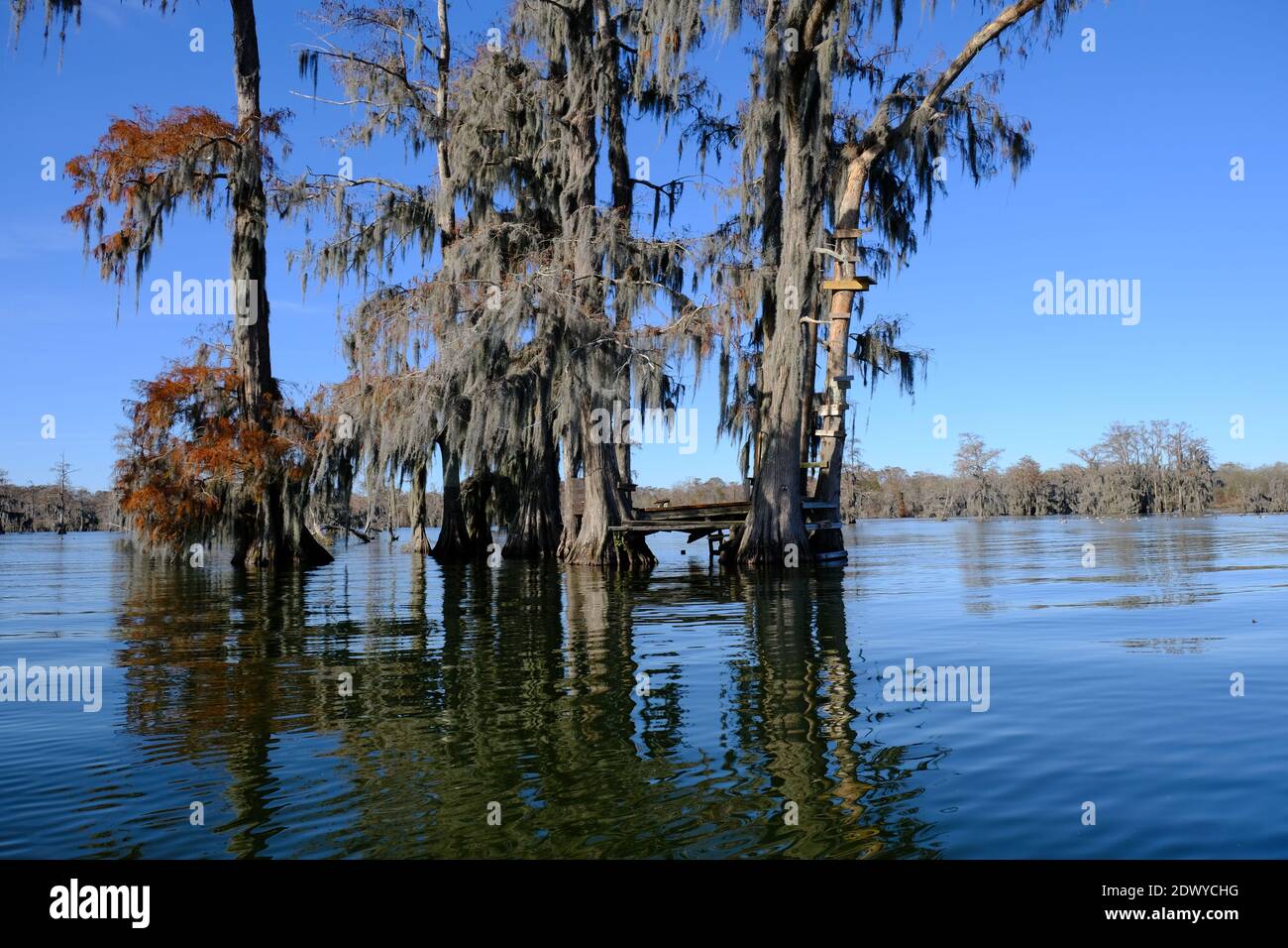 Lake Martin swamp tree house in Breaux Bridge Louisiana Stock Photo - Alamy