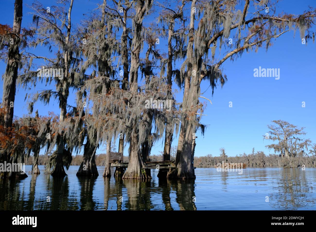Lake Martin swamp tree house in Breaux Bridge Louisiana Stock Photo - Alamy