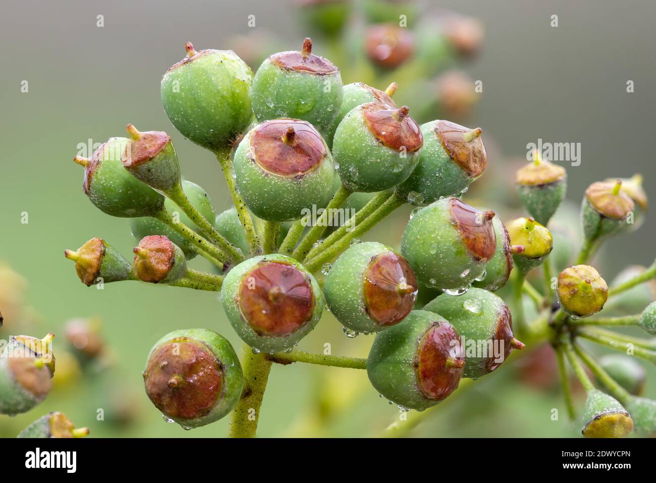 Close up of unripe common ivy (hedera helix) berries Stock Photo - Alamy