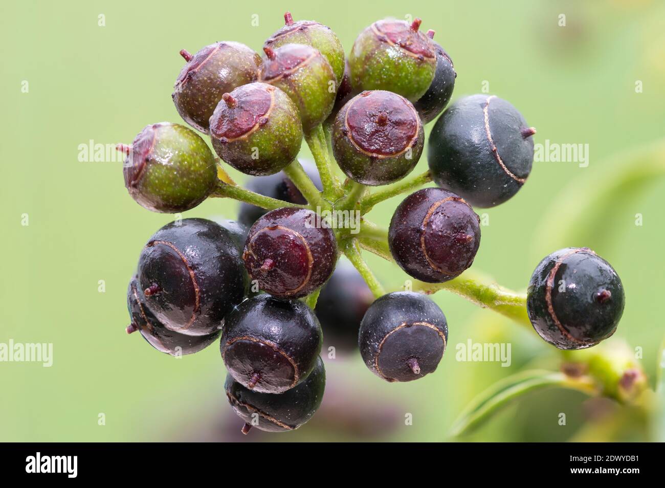 Close up of ripe common ivy (hedera helix) berries Stock Photo - Alamy