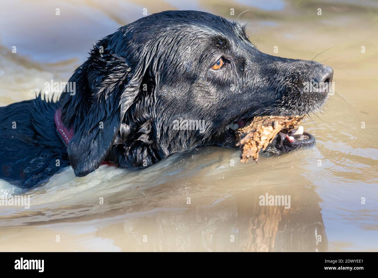 Black Labrador Retriever Retrieving A Stick High Resolution Stock ...