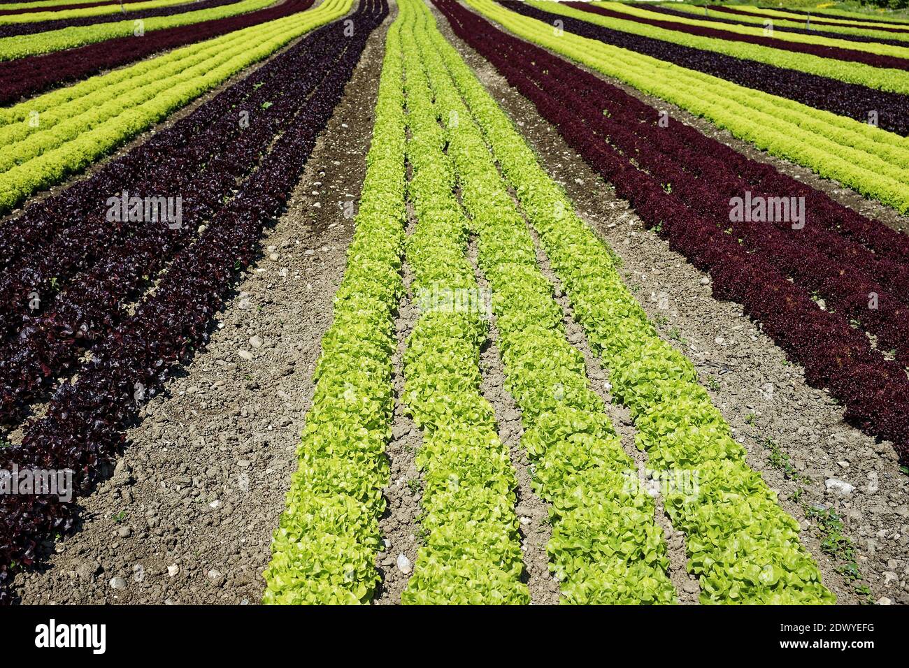 A cultivated agricultural field with different varieties of plant rows ...