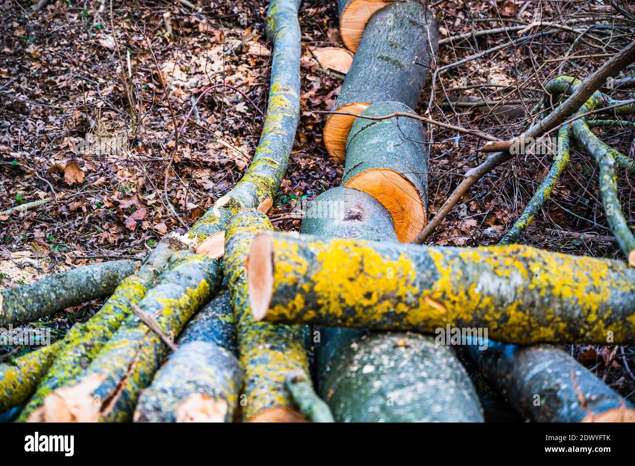 A closeup shot of sawed tree trunks and branches in different sizes ...