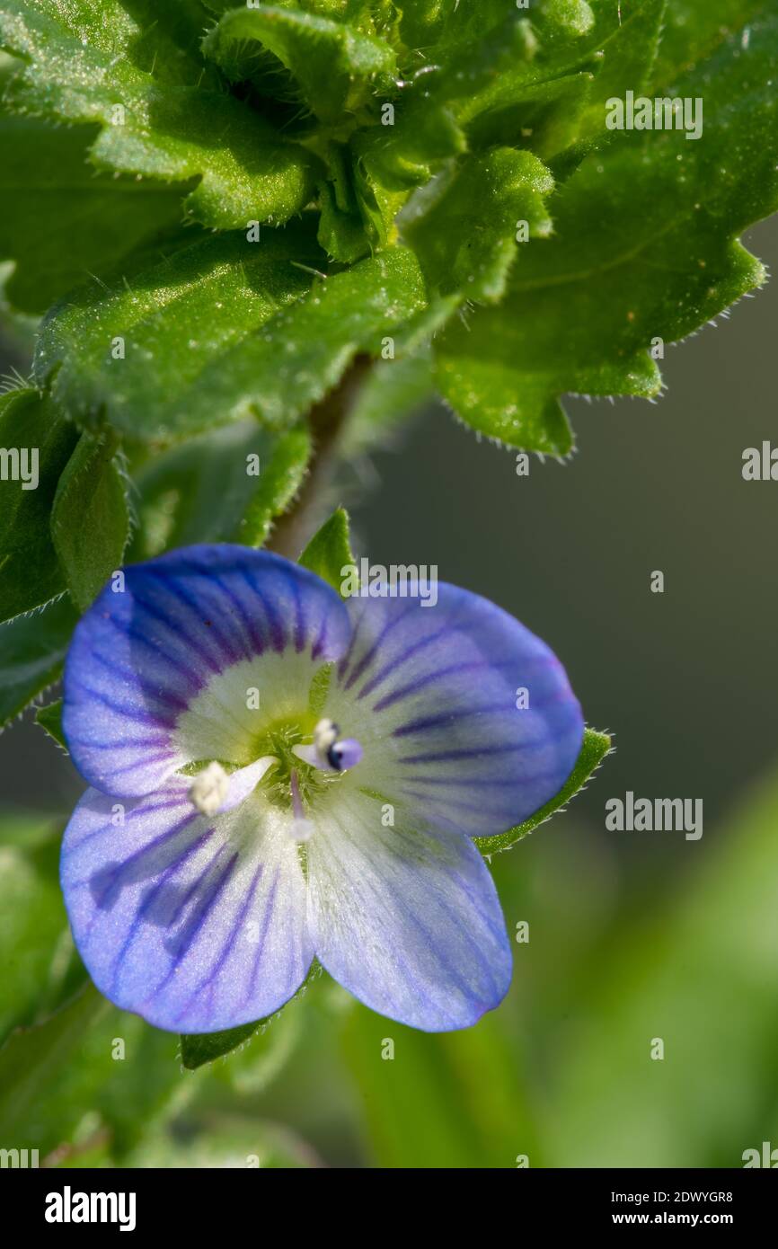 Macro shot of a common speedwell (veronica arvensis) flower Stock Photo ...