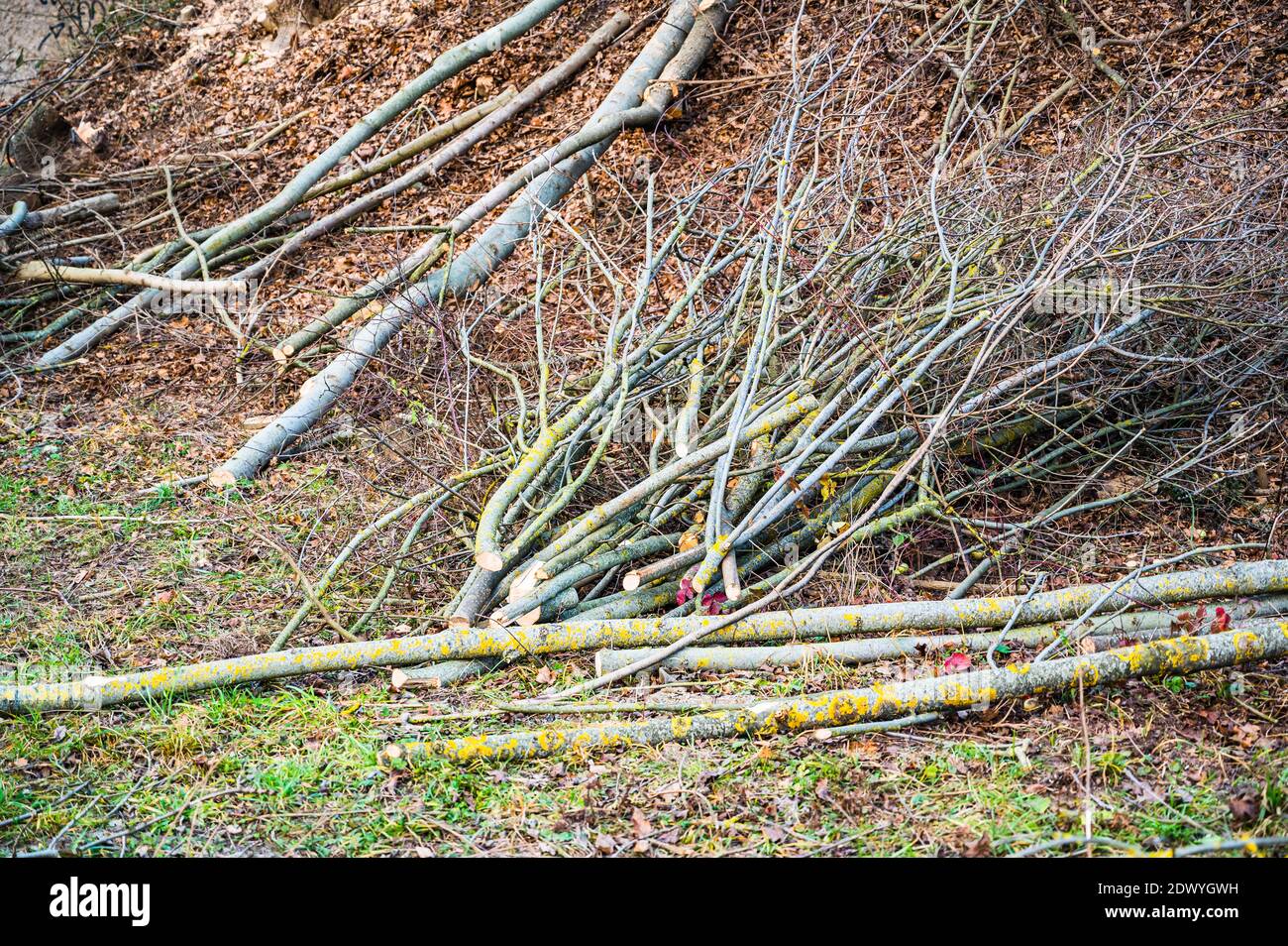 A closeup shot of sawed tree trunks and branches in different sizes ...
