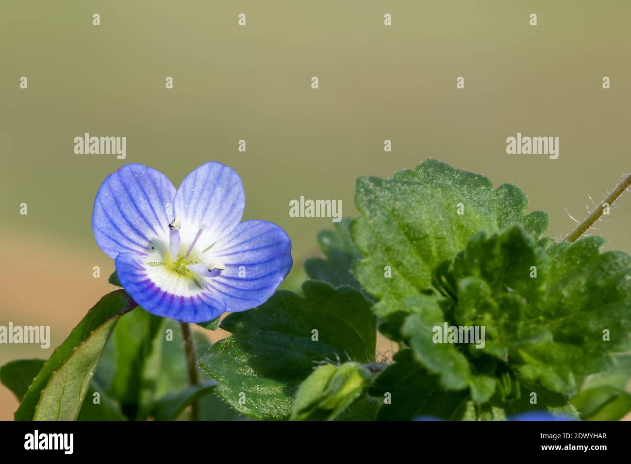 Macro shot of a common speedwell (veronica arvensis) flower Stock Photo ...