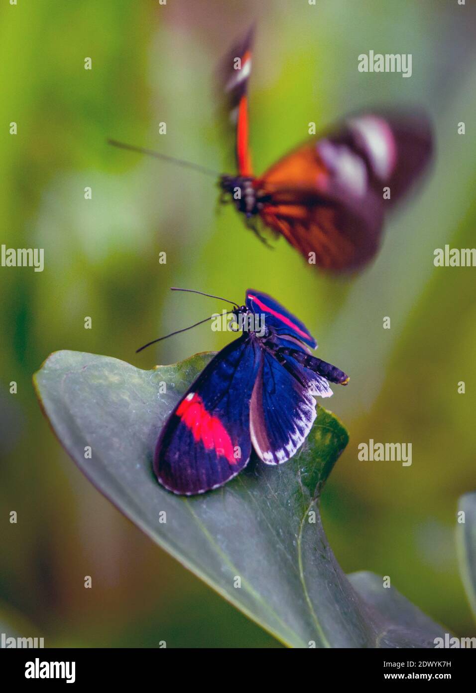 Butterfly look like flowers hi-res stock photography and images - Alamy