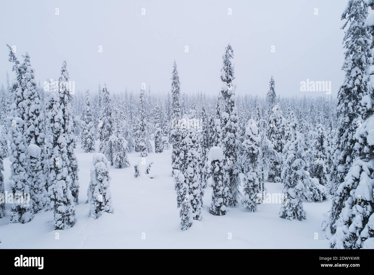 Snow covered spruce trees in Finnish taiga forest on a gloomy day ...
