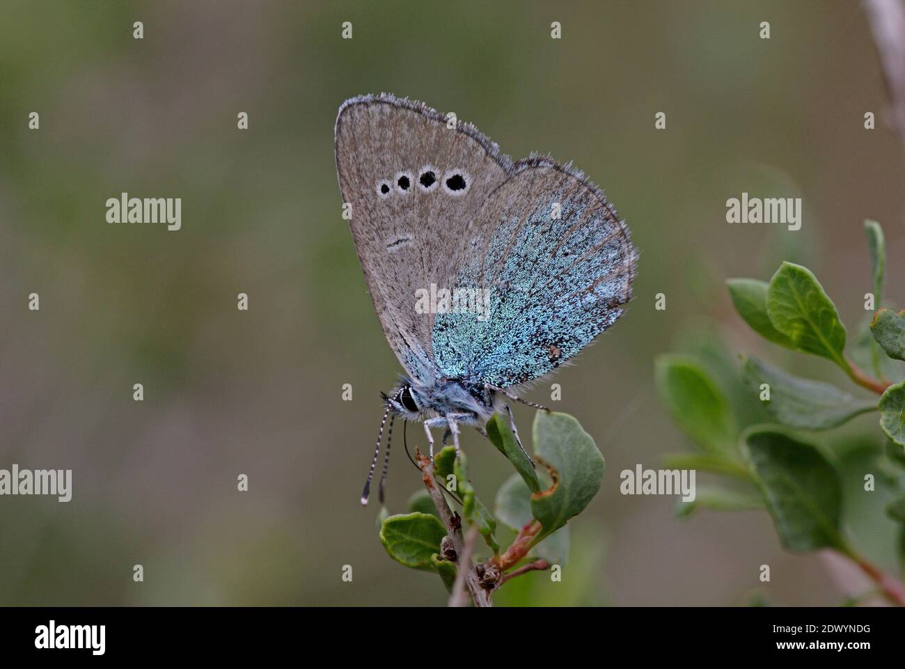 Green-underside Blue (Glaucopsyche melanops) male feeding from ...