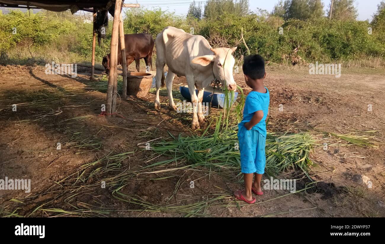 Boy feeding cow grass hi-res stock photography and images - Alamy