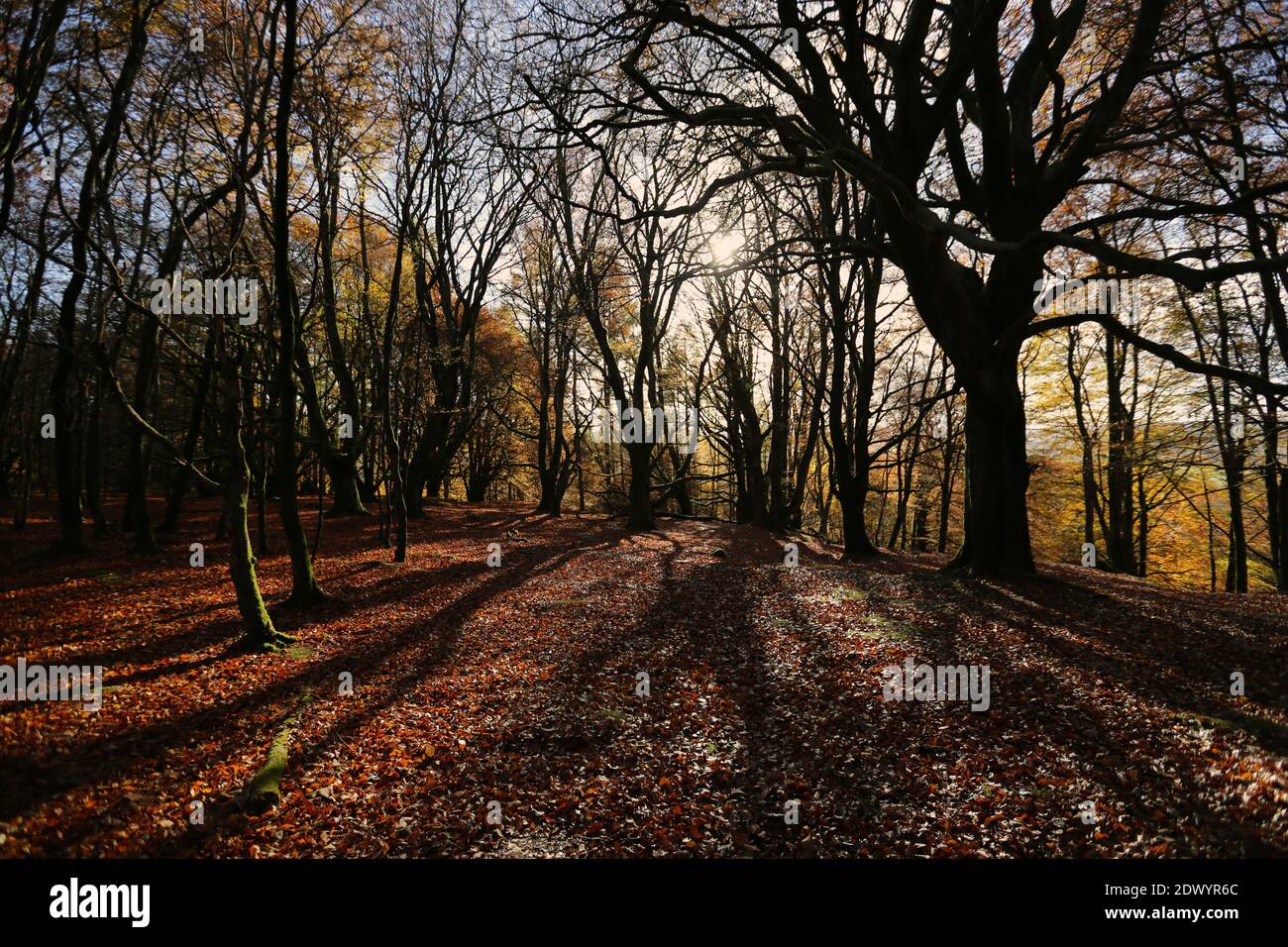 The warm colors of autumn in Scotland Stock Photo - Alamy