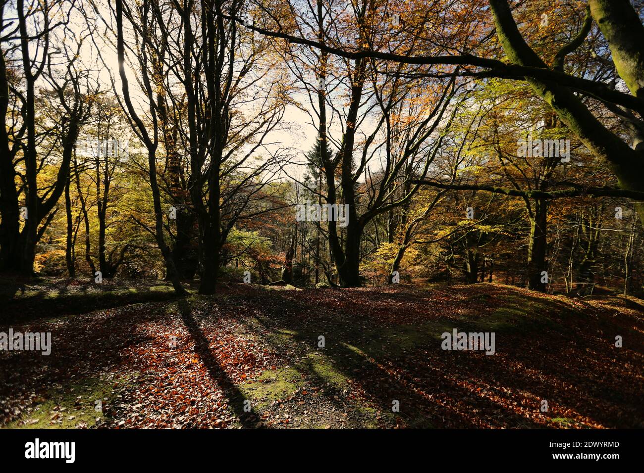 The warm colors of autumn in Scotland Stock Photo - Alamy