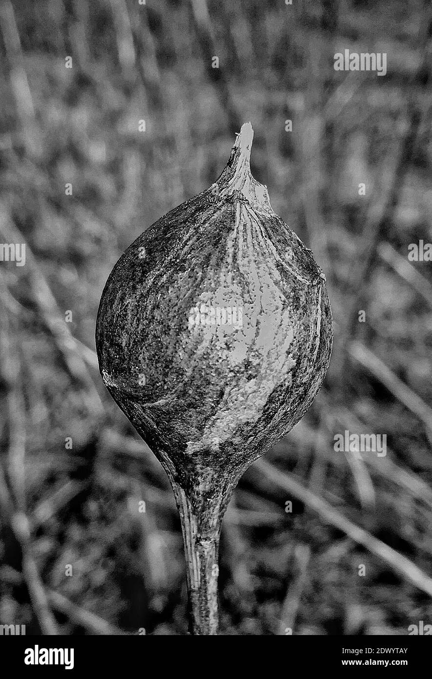 Black pod Black and White Stock Photos & Images - Alamy