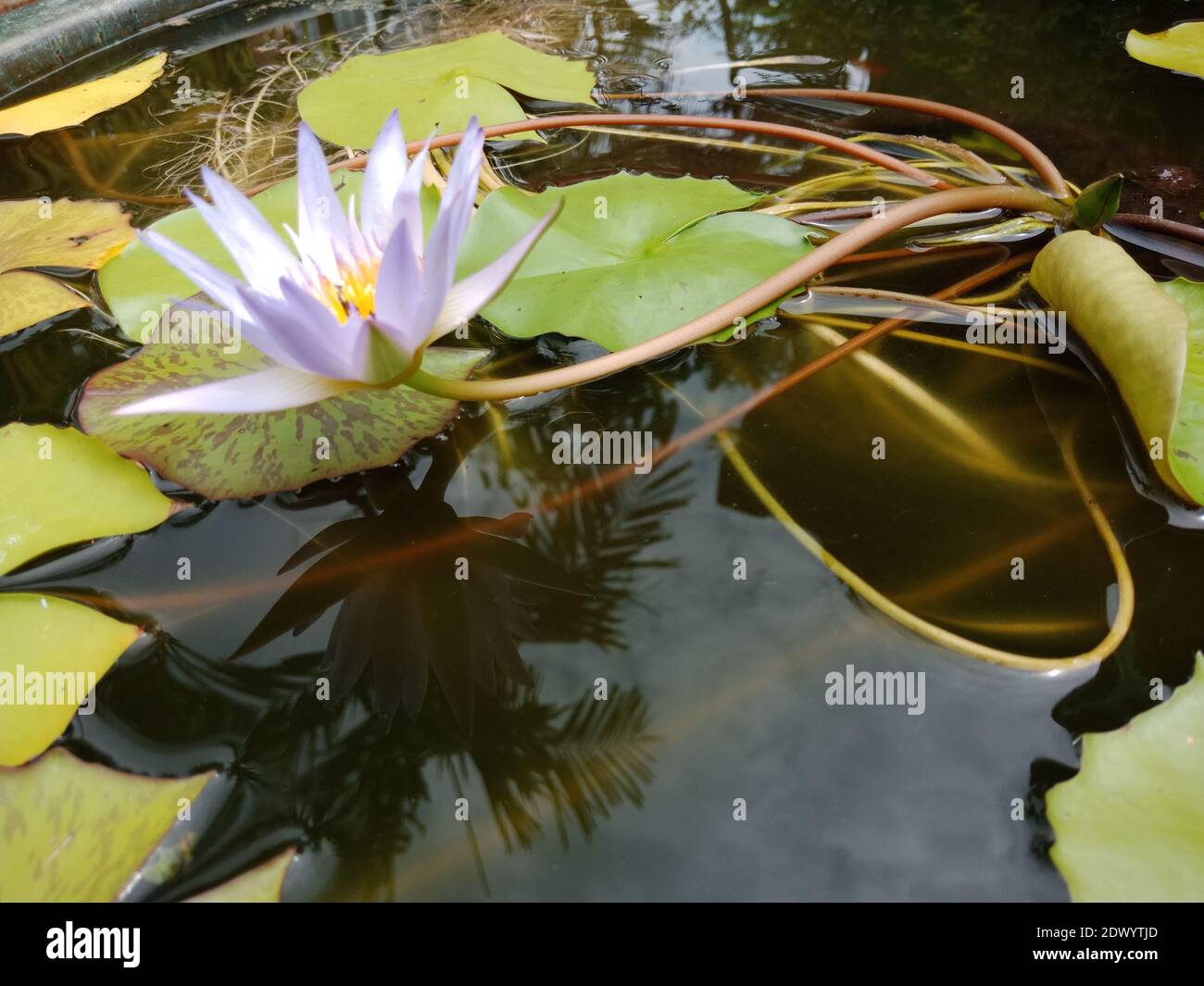 Lotus Plant Underwater High Resolution Stock Photography and Images - Alamy
