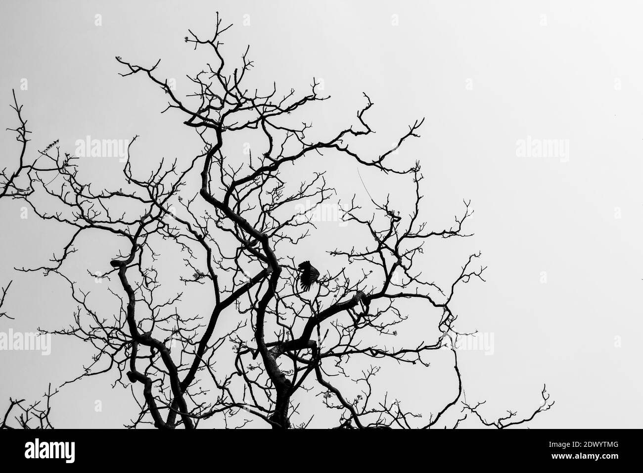 Hossain Black and White Stock Photos & Images - Alamy