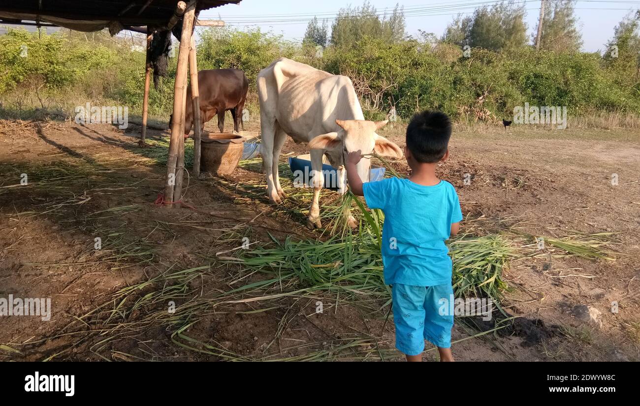 Boy feeding cow grass hi-res stock photography and images - Alamy