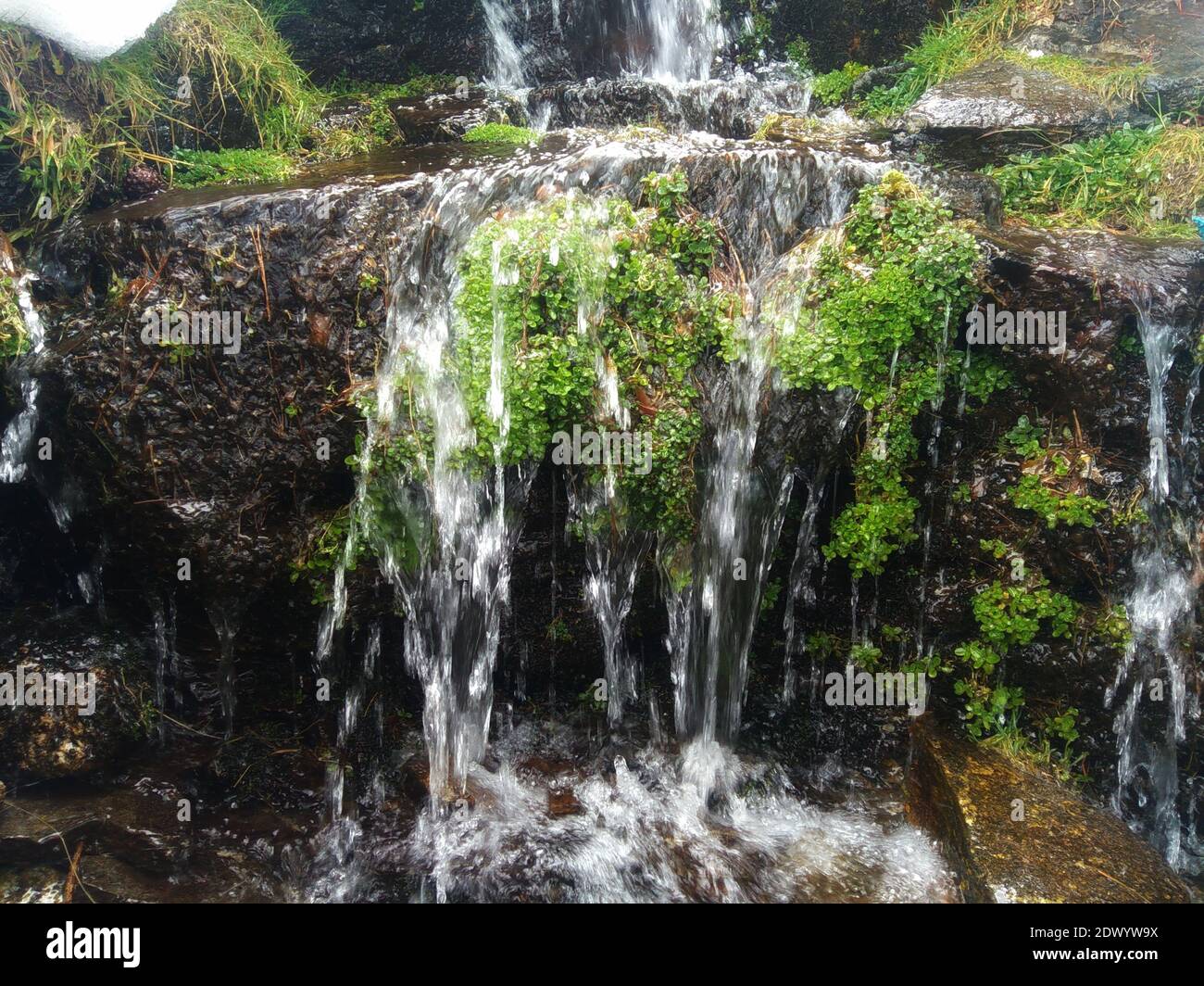 Dripping plant in rainforest hi-res stock photography and images - Alamy