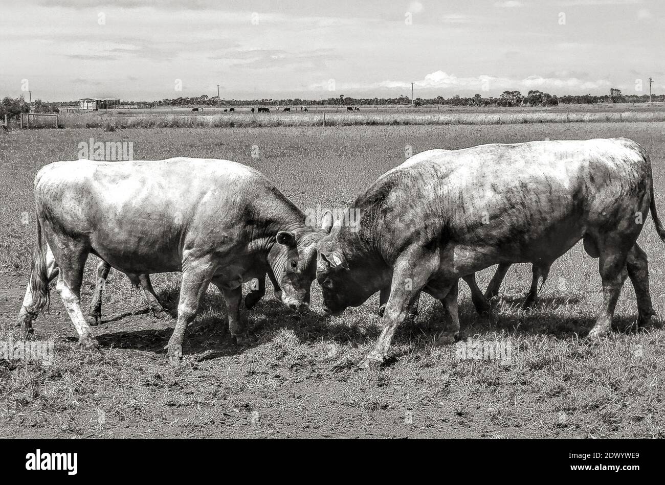 Ranch fighting bull hi-res stock photography and images - Alamy