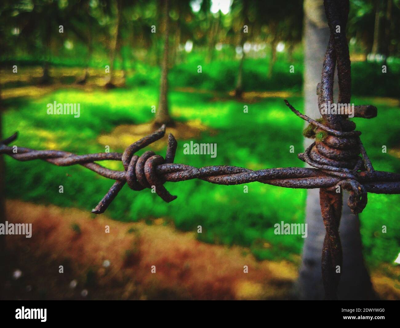 Tree barbed wire trunk hi-res stock photography and images - Alamy