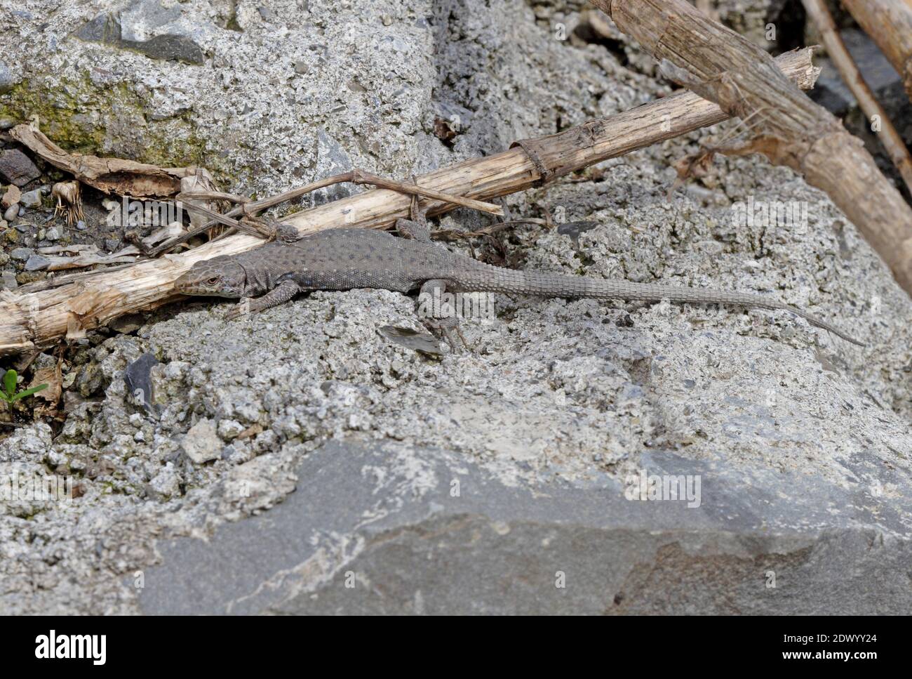 Georgian lizard hi-res stock photography and images - Alamy