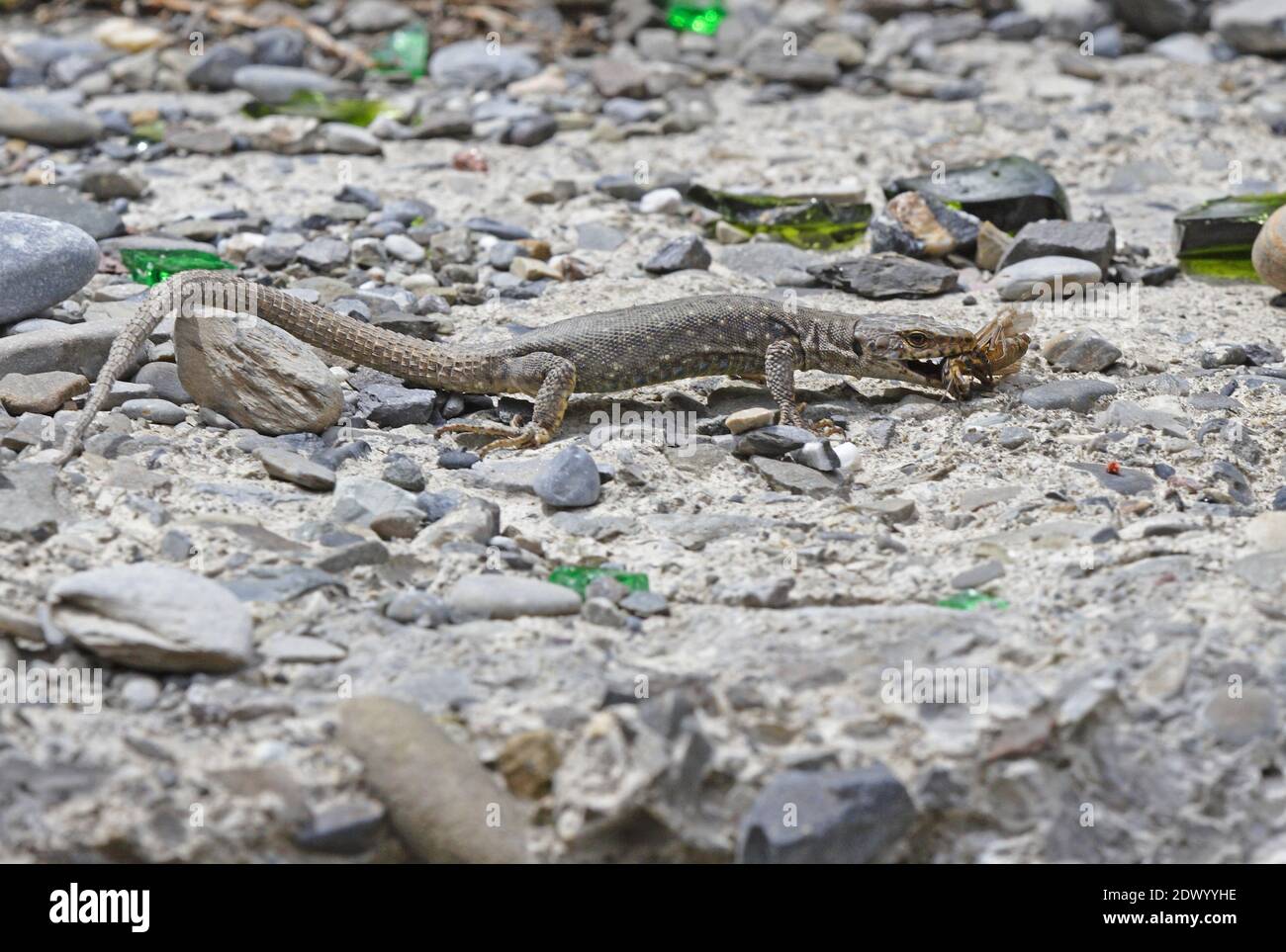 Georgian Lizard (Darevskia rudis) adult capturing insect prey Georgia ...