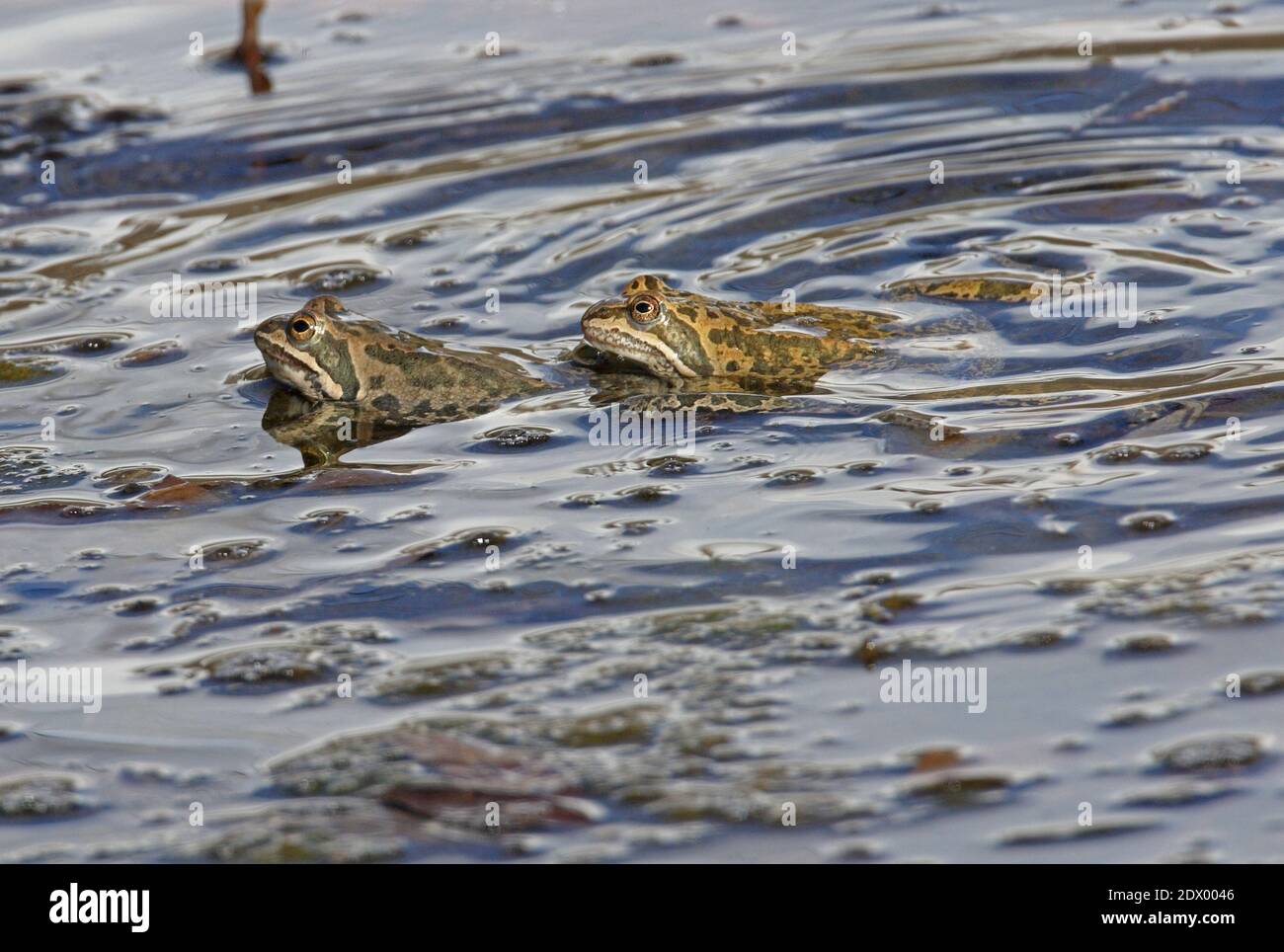 Georgian Marsh Frog (Rana camerani) male chasing female in shallow ...