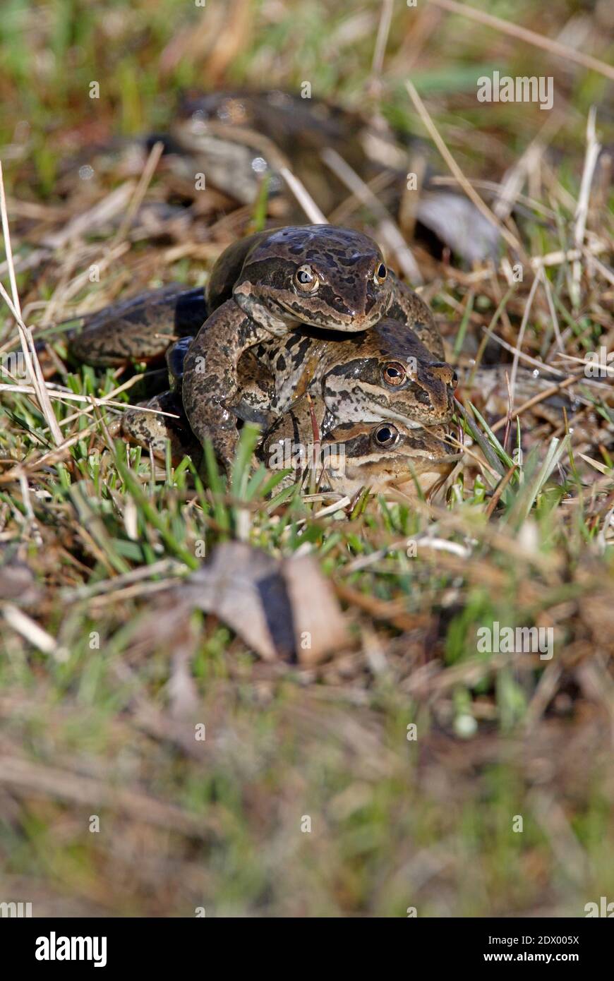 Georgian Marsh Frog (Rana camerani) two males and a female in mating ...