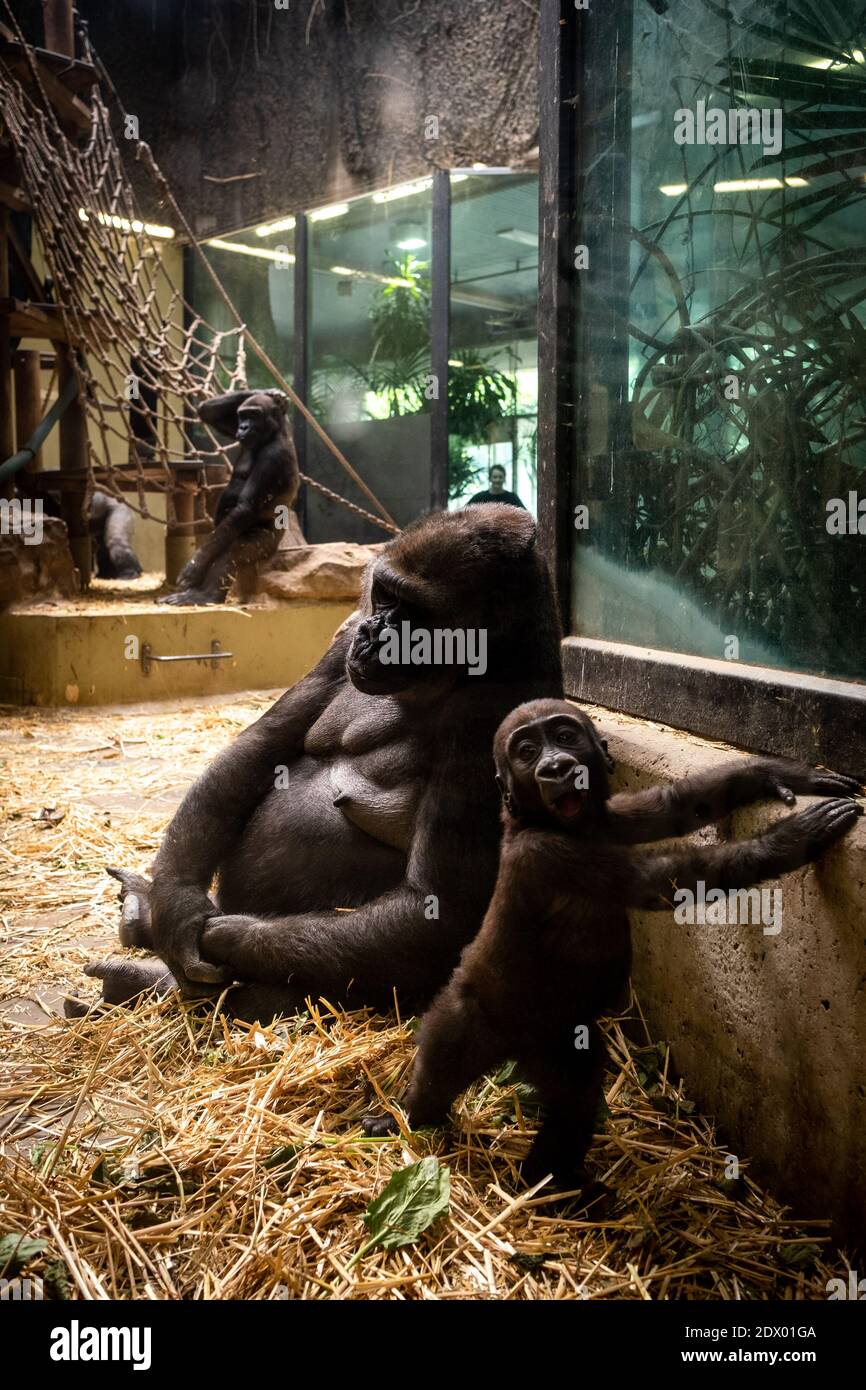 Park Zoologic Artis in Amsterdam. Amsterdam the 2019-07-21. Artis Zoo à ...