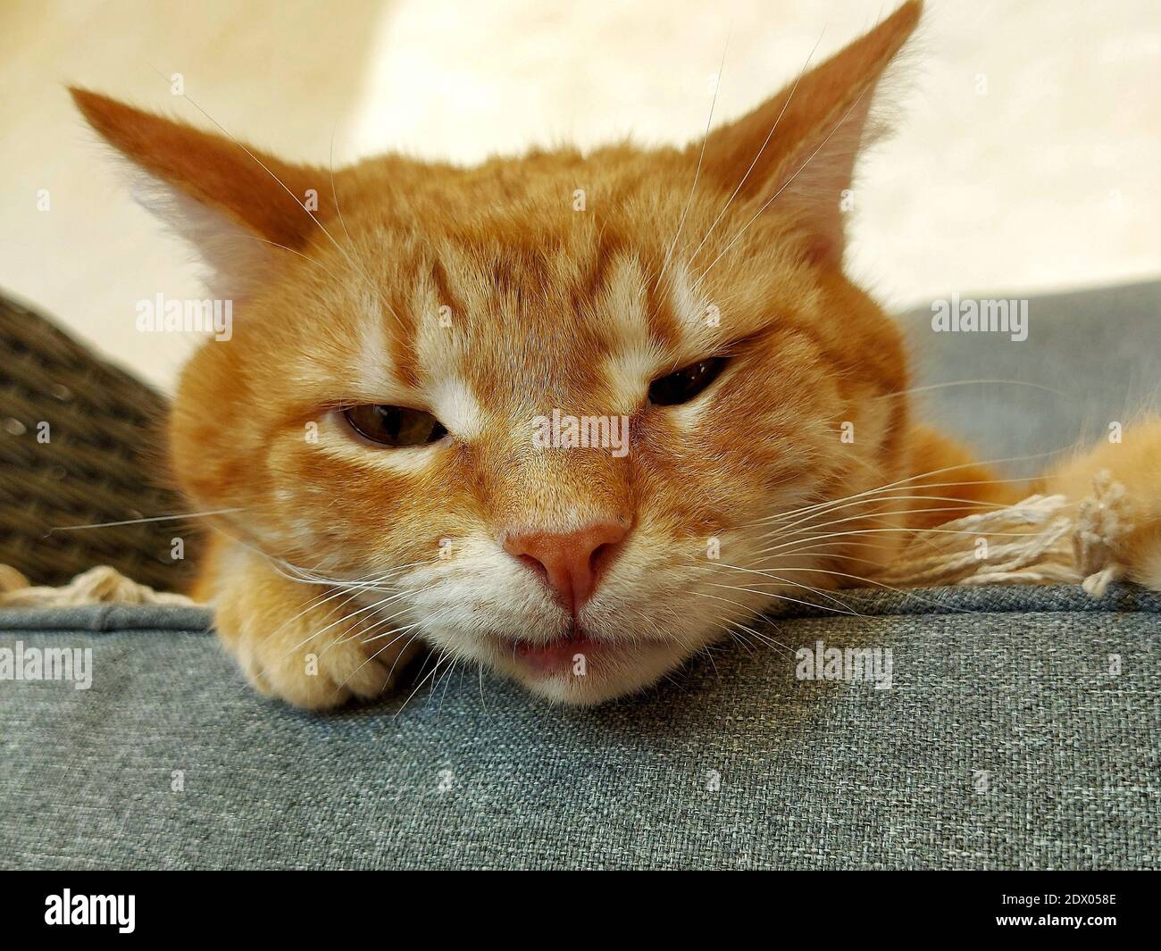 Dozing cat hi-res stock photography and images - Alamy