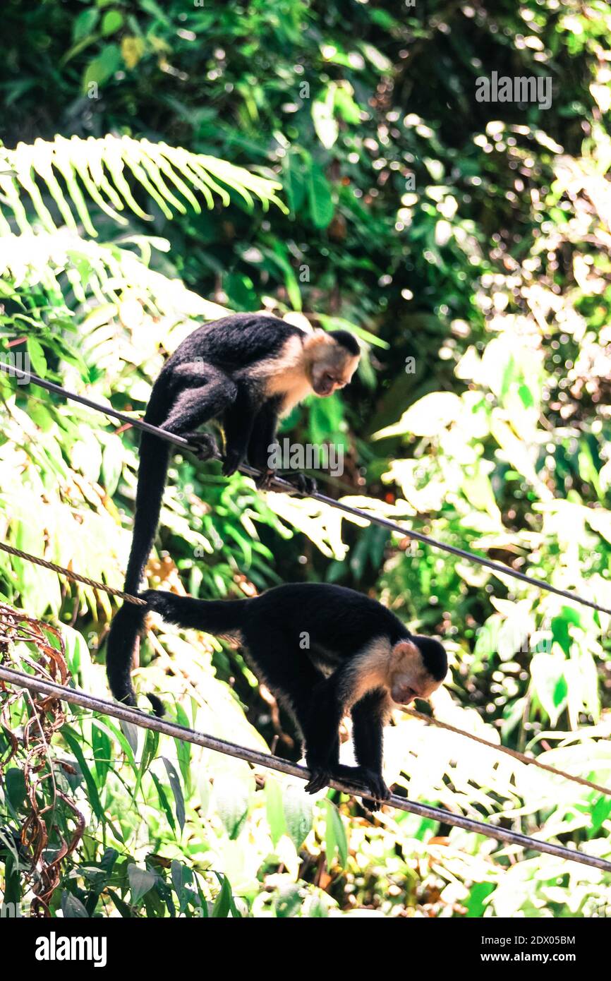 Monkeys Cable High Resolution Stock Photography and Images - Alamy