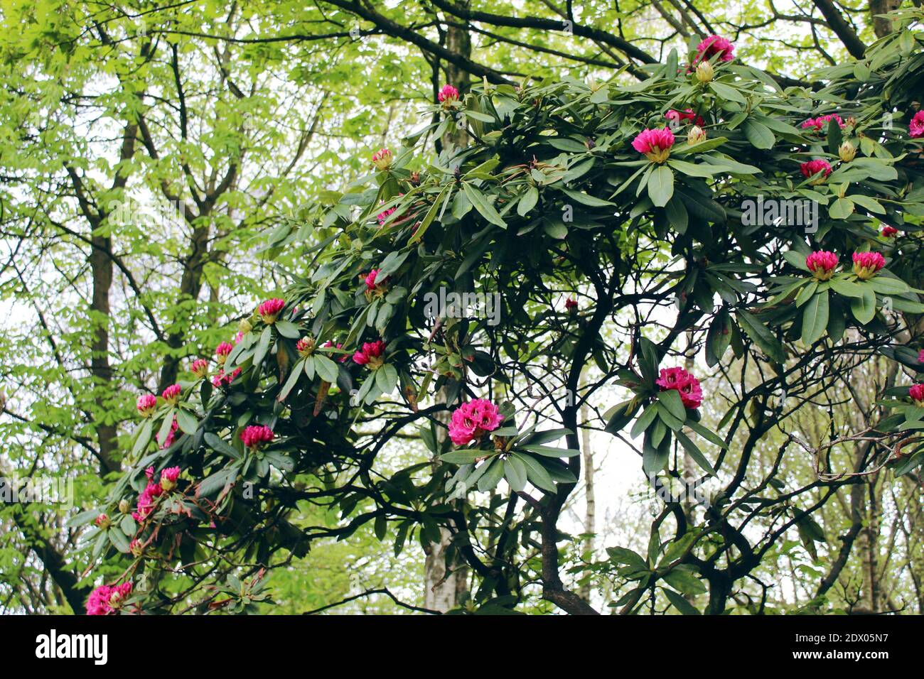 Pink Flowering Tree In Bloom Stock Photo - Alamy