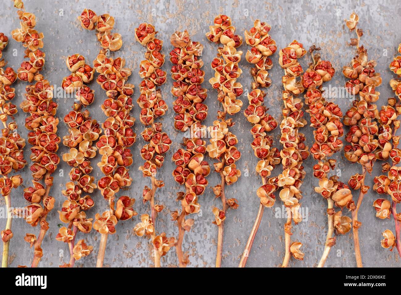 Crocosmia lucifer seeds hi-res stock photography and images - Alamy