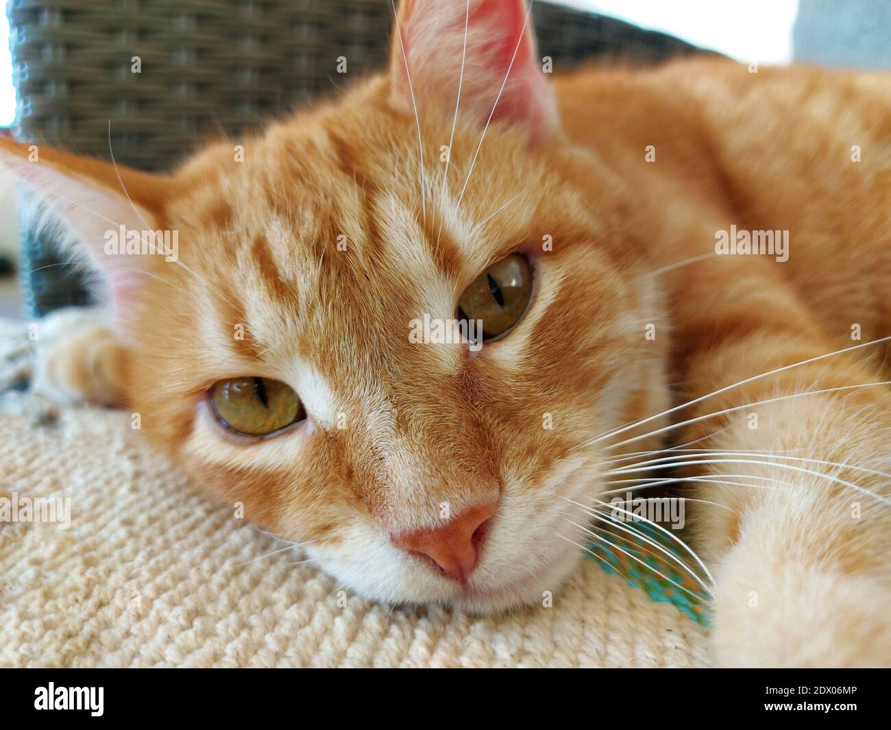 Muzzle cat hi-res stock photography and images - Alamy