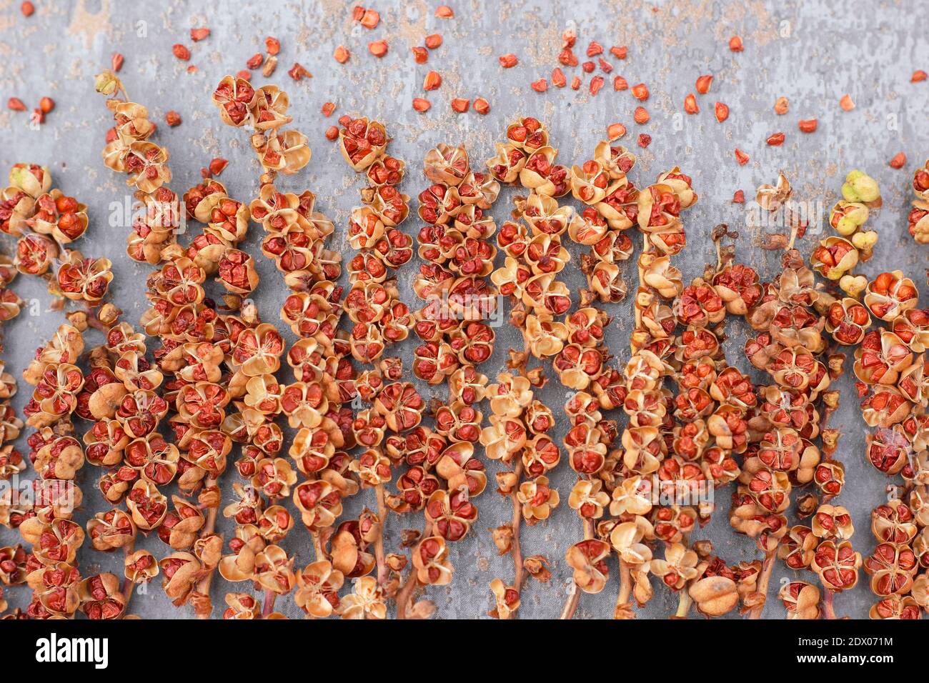 Crocosmia seeds hi-res stock photography and images - Alamy