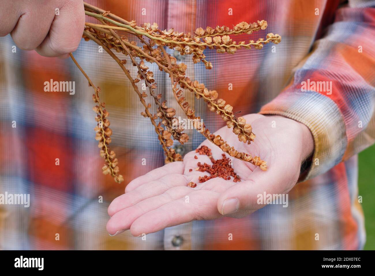 Crocosmia seeds hi-res stock photography and images - Alamy